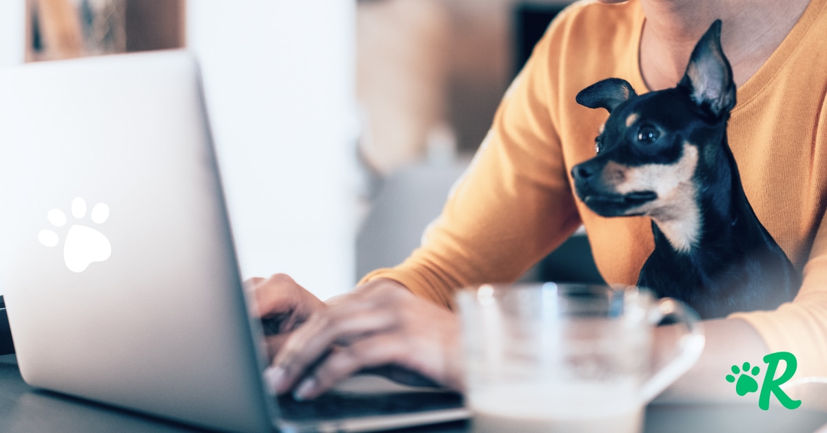 Rover's Guide to Becoming a Dog-Friendly Company | Rover.com