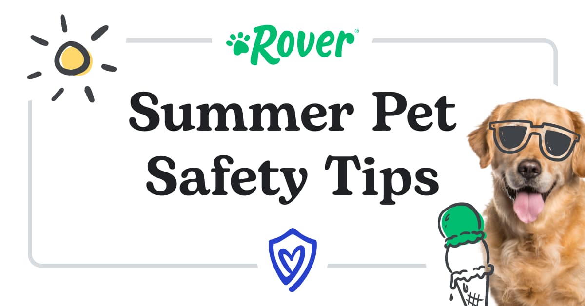 Summer Tips for Pets: A Safety Guide for Pet Parents