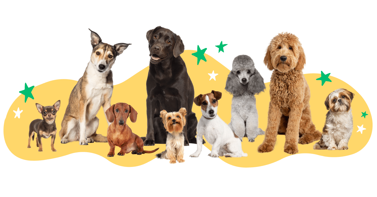 Las razas de perro más populares en España