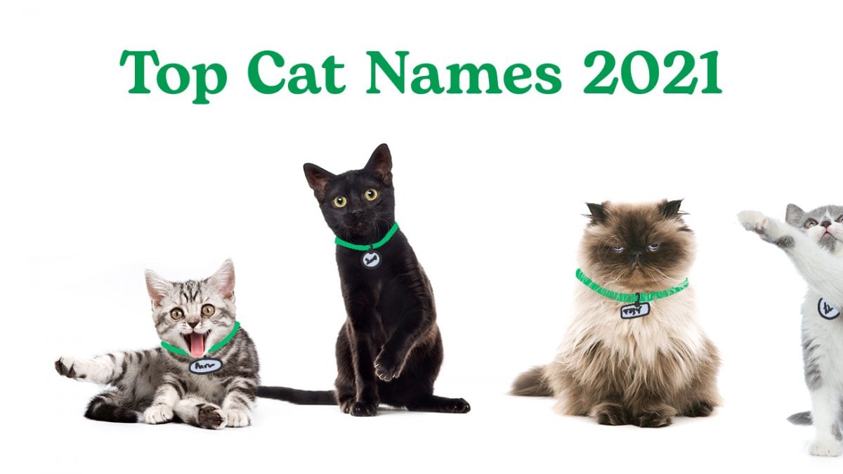 Cat Name Generator: Find You Perfect Cat Name In Three Easy Steps