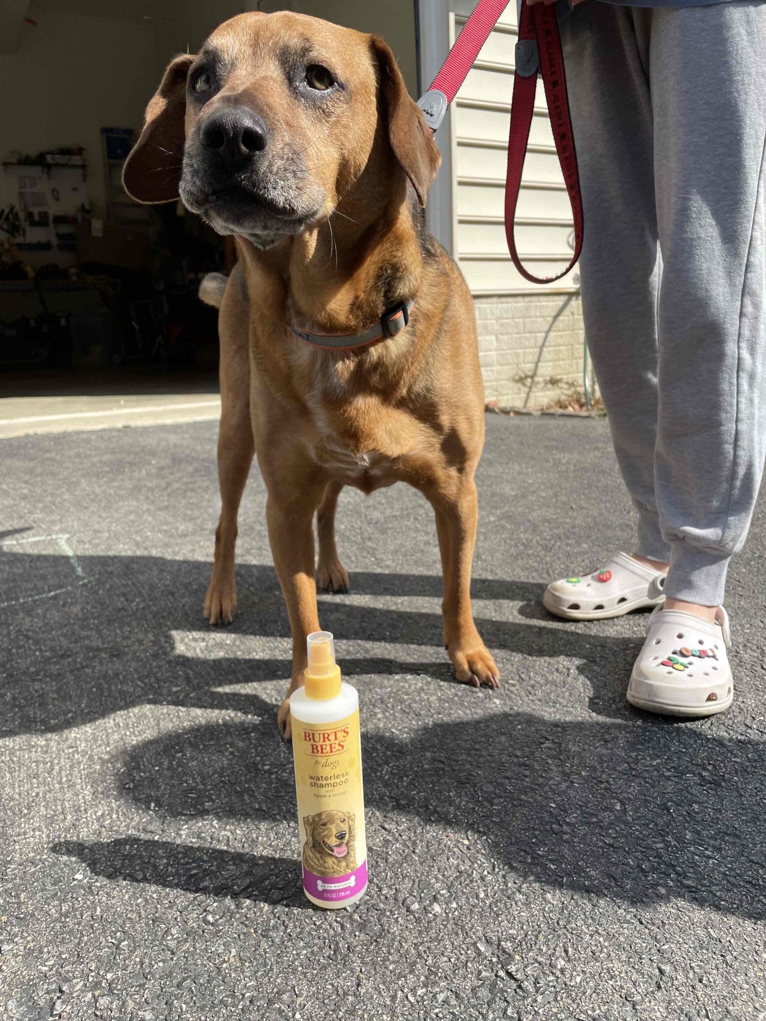 The 7 Best Dry Dog Shampoos for Easy, Water-Free Bath Time