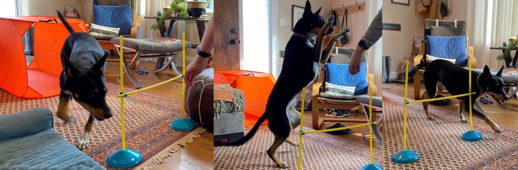 Rover Test Pups Review the Outward Hound Zip & Zoom Indoor Agility Kit