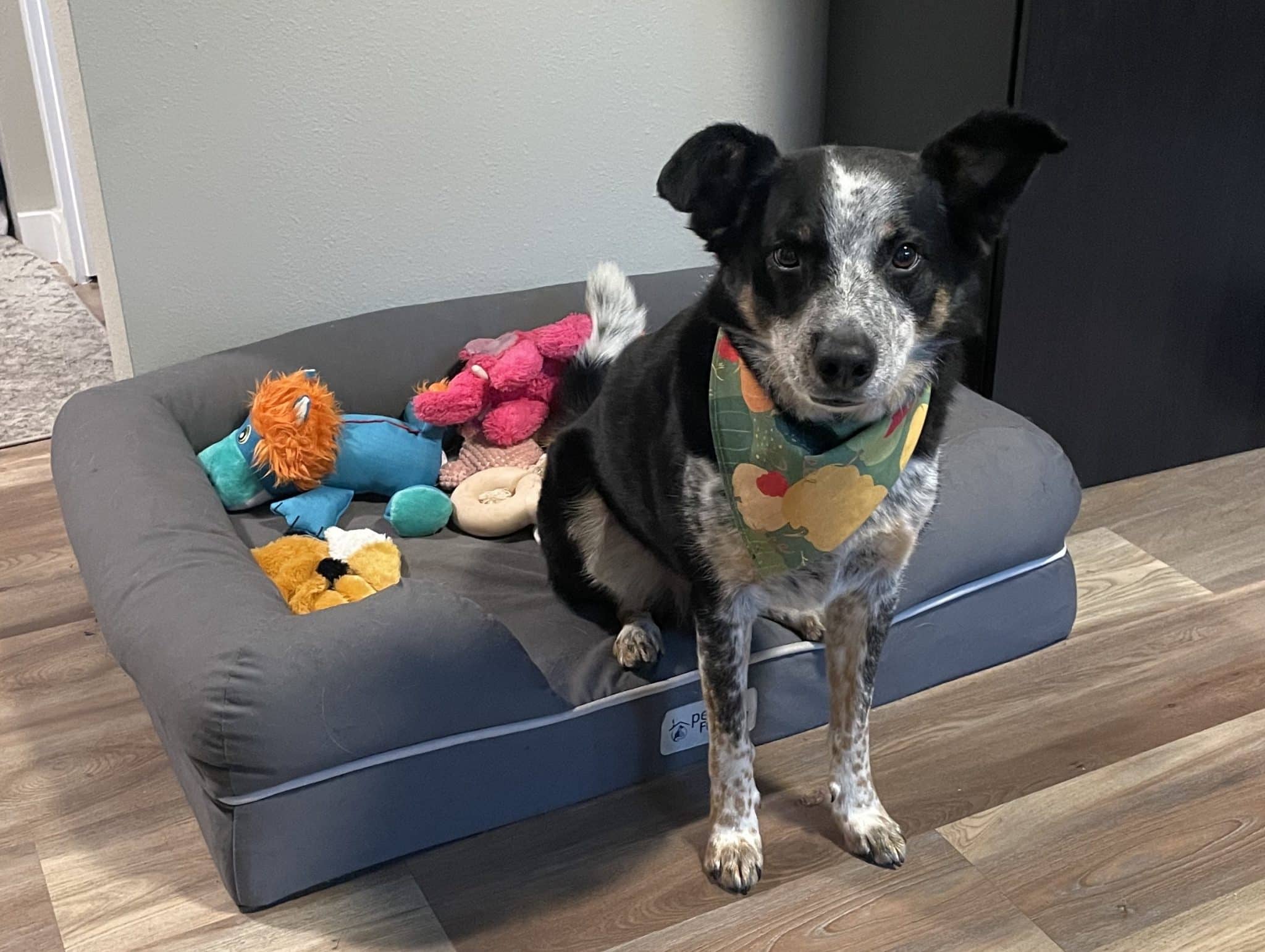 Four Rover Test Pups Review Virtual Dog-Training App GoodPup