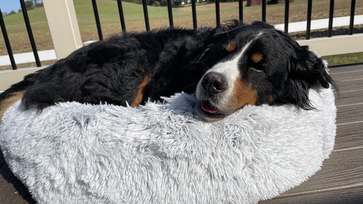 The Best Friends Calming Dog Bed Reviewed: Does It Really Work?