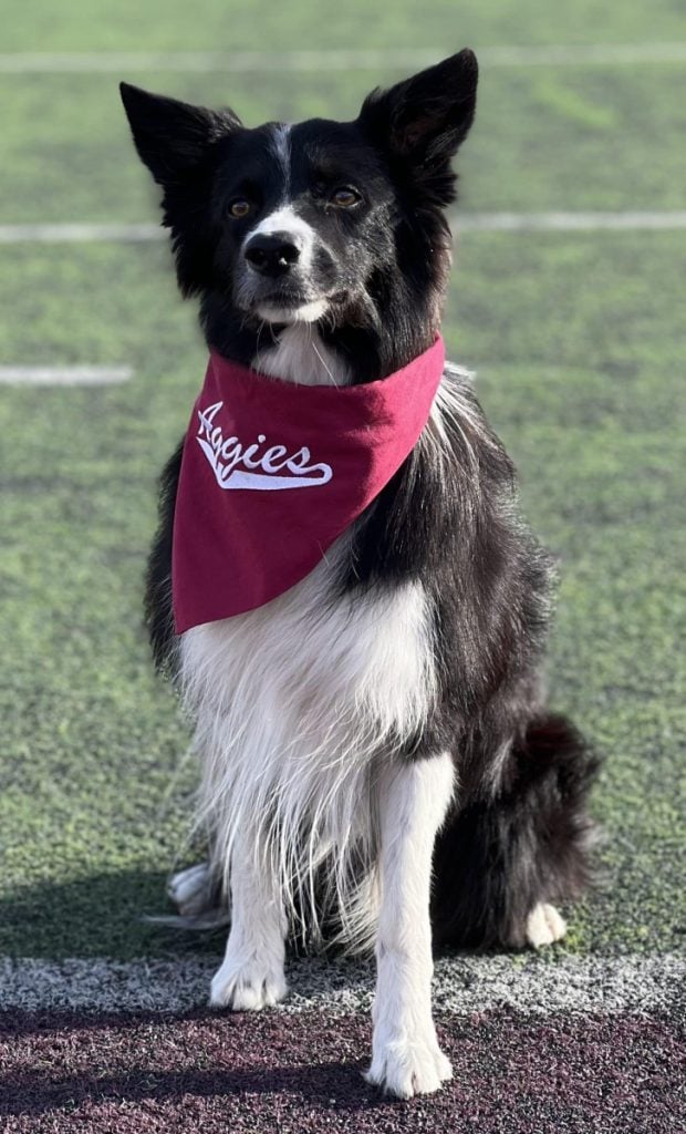 Bat & Tee Retrieving Dogs Are Fan Favorites at College Ball Games