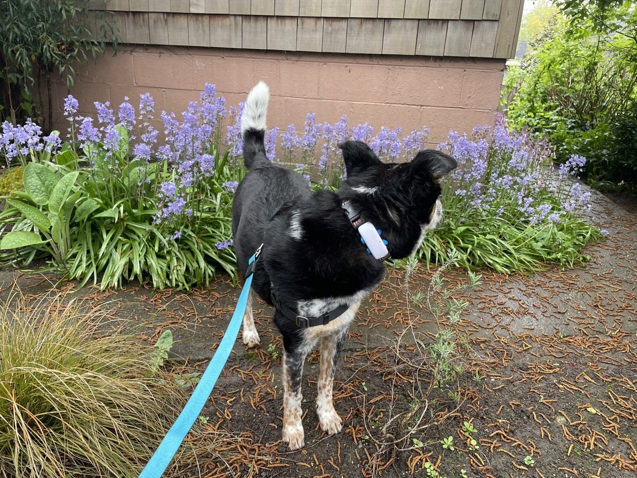 Review: How Does the Tractive LTE GPS Device for Dogs Stack Up?