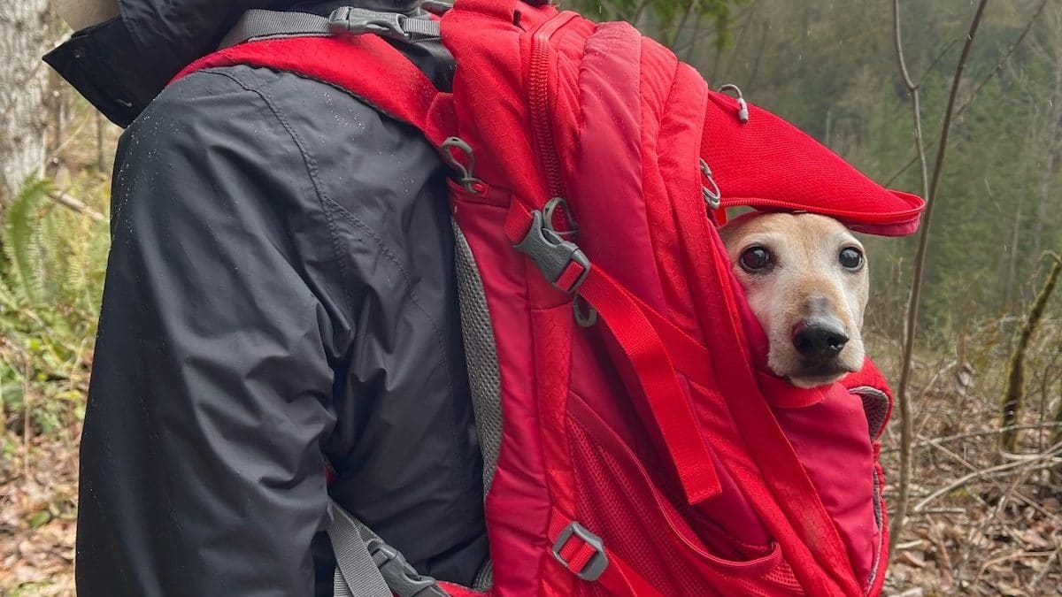 Hiking Backpack for Dogs | Our Favorite Dog Carrier for Hitting the Trail