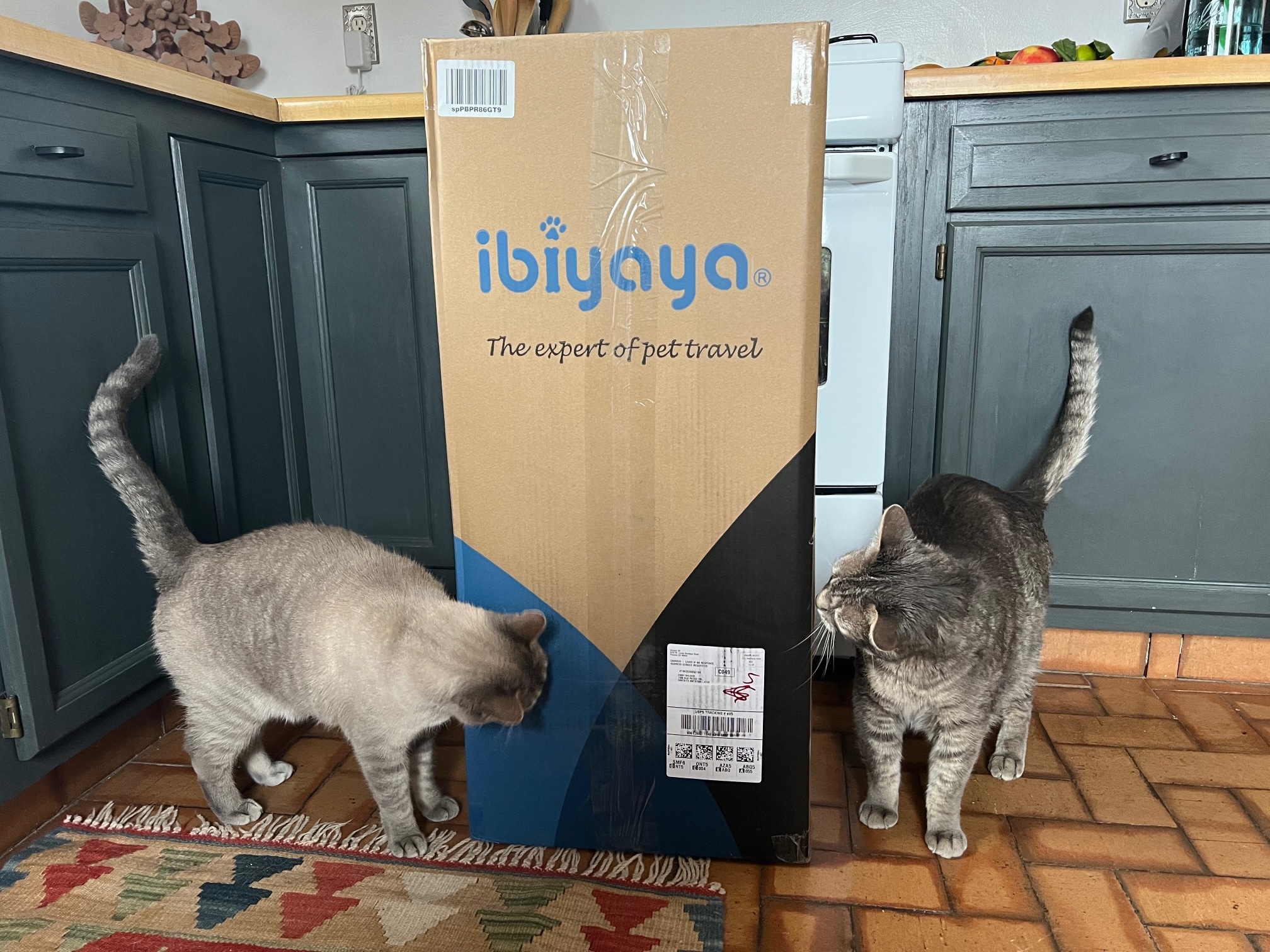 Cat Stroller | We've Found the World's Most Versatile Cat Carrier to Date