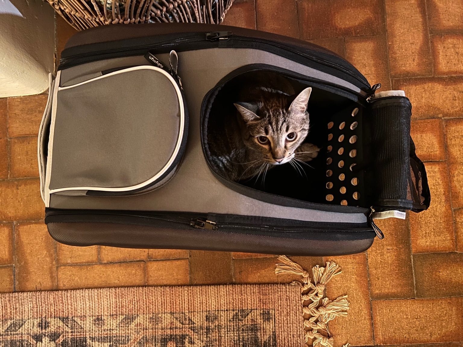 Cat Stroller | We've Found the World's Most Versatile Cat Carrier to Date