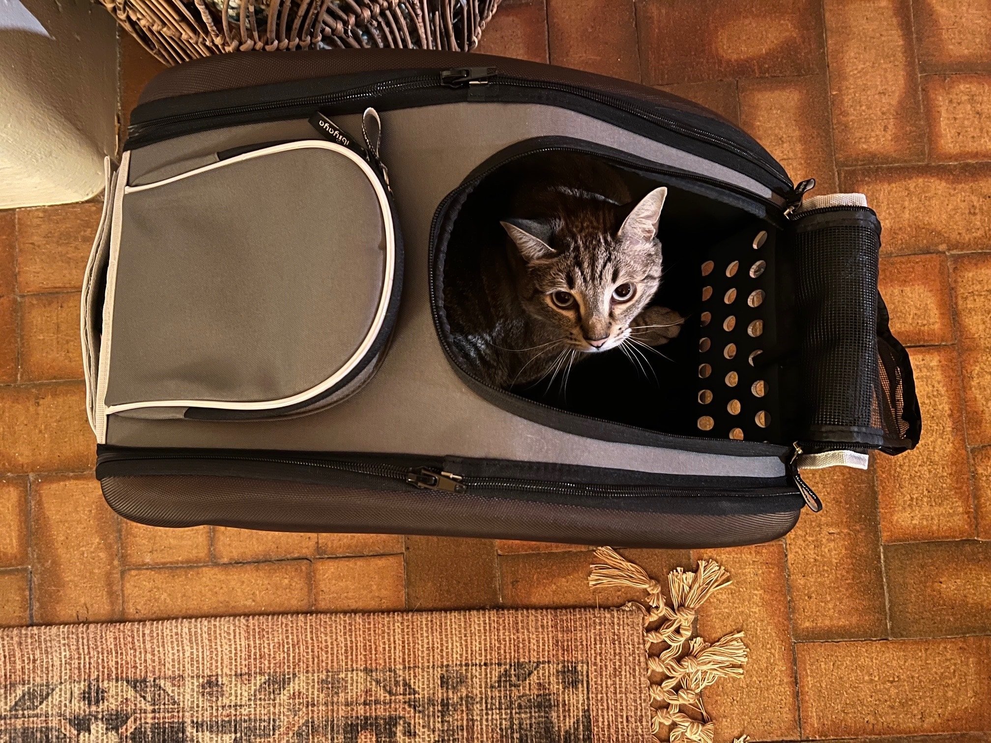 Cat Stroller | We've Found the World's Most Versatile Cat Carrier to Date