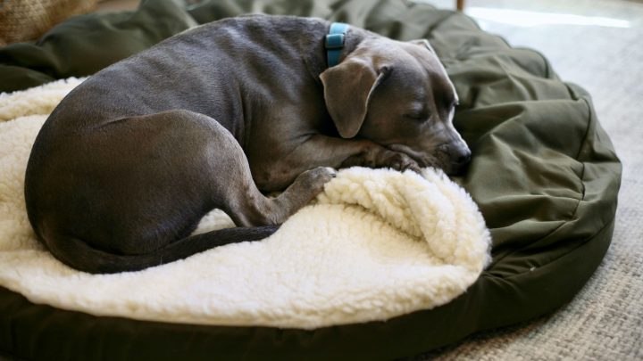 Review: Rover Test Pups Try Snoozer’s Cozy Cave Bed in Large