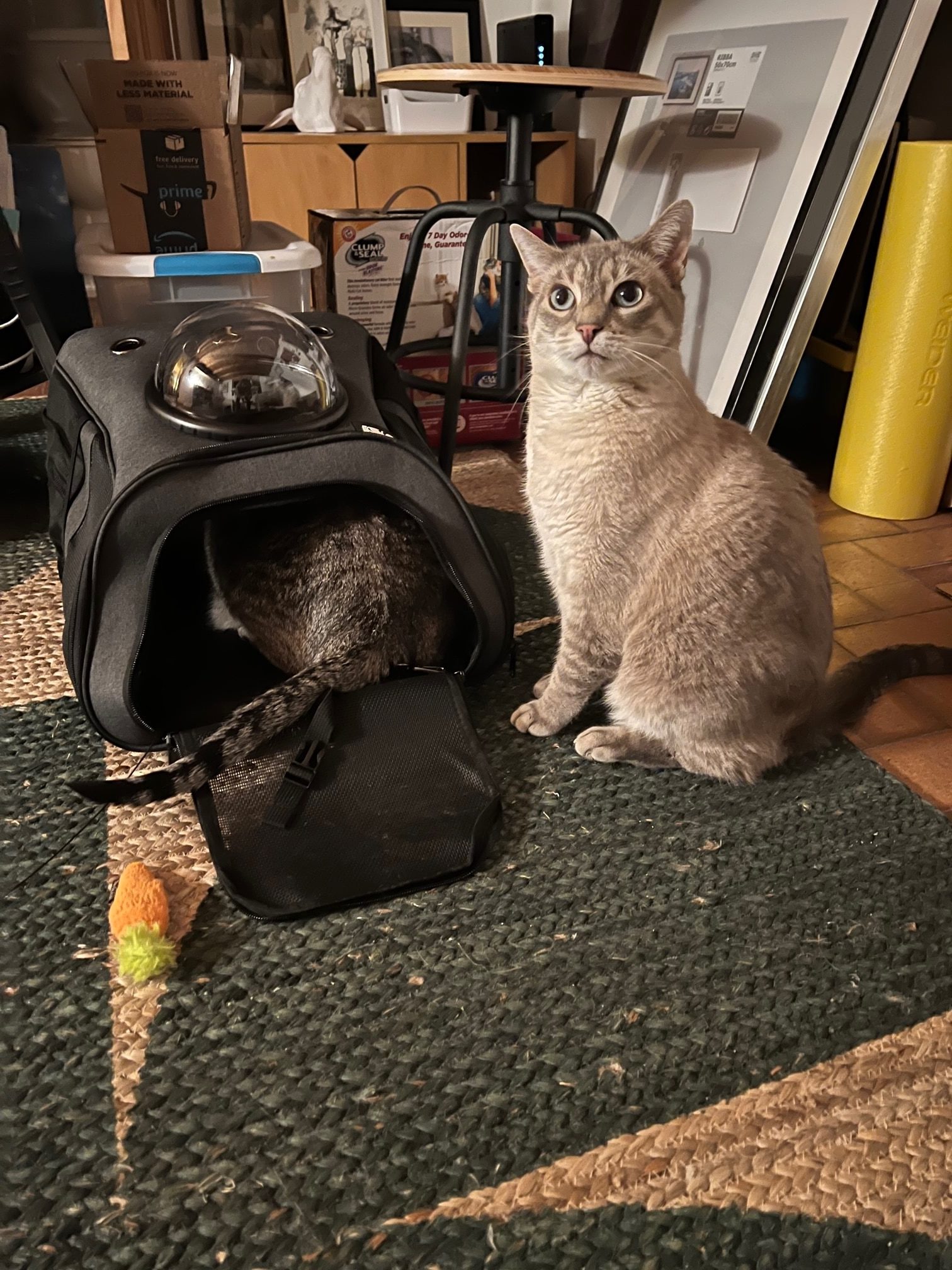 Test Kitties Review the Popular Fat Cat Bubble Backpack