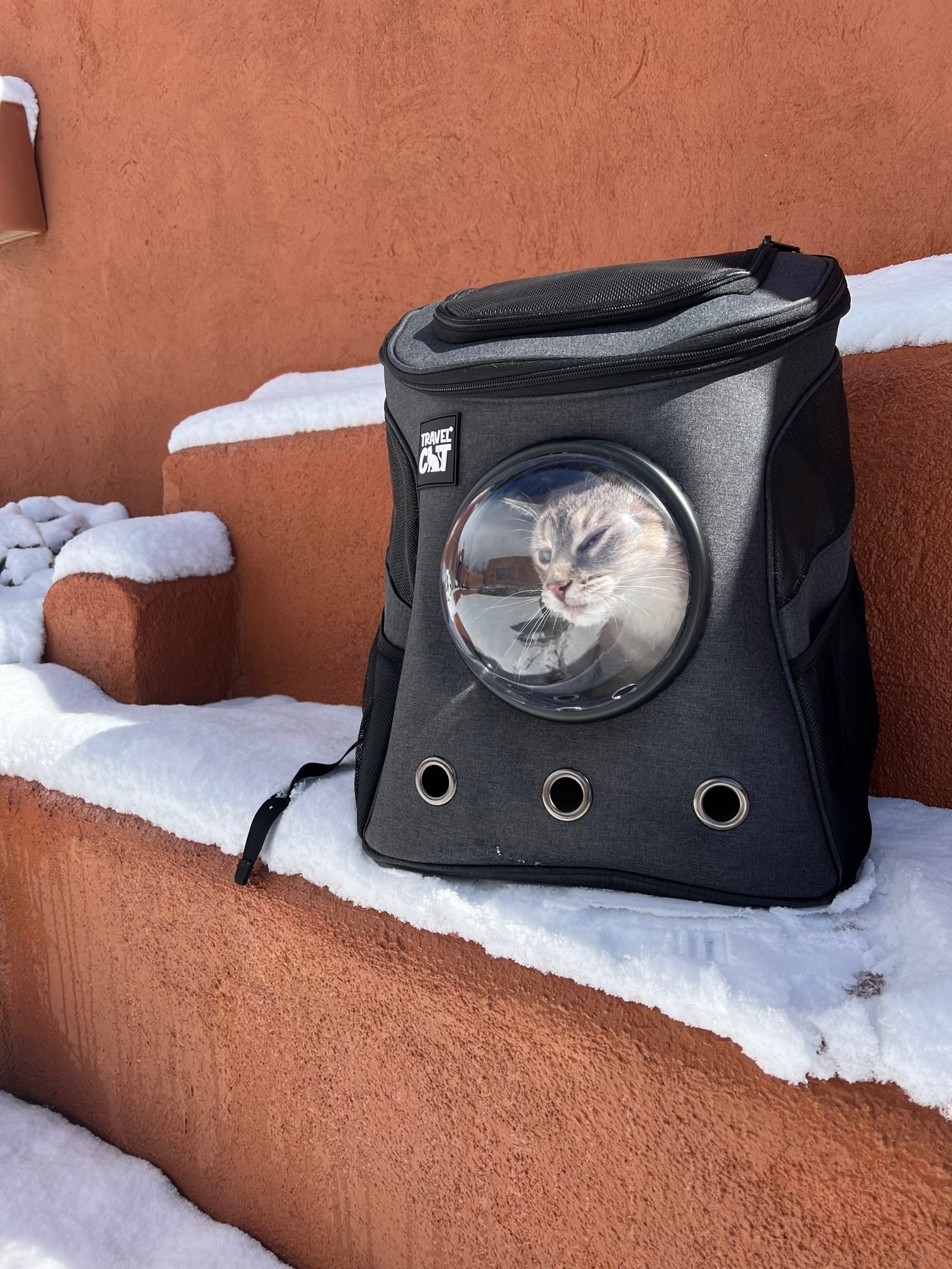 Test Kitties Review the Popular Fat Cat Bubble Backpack