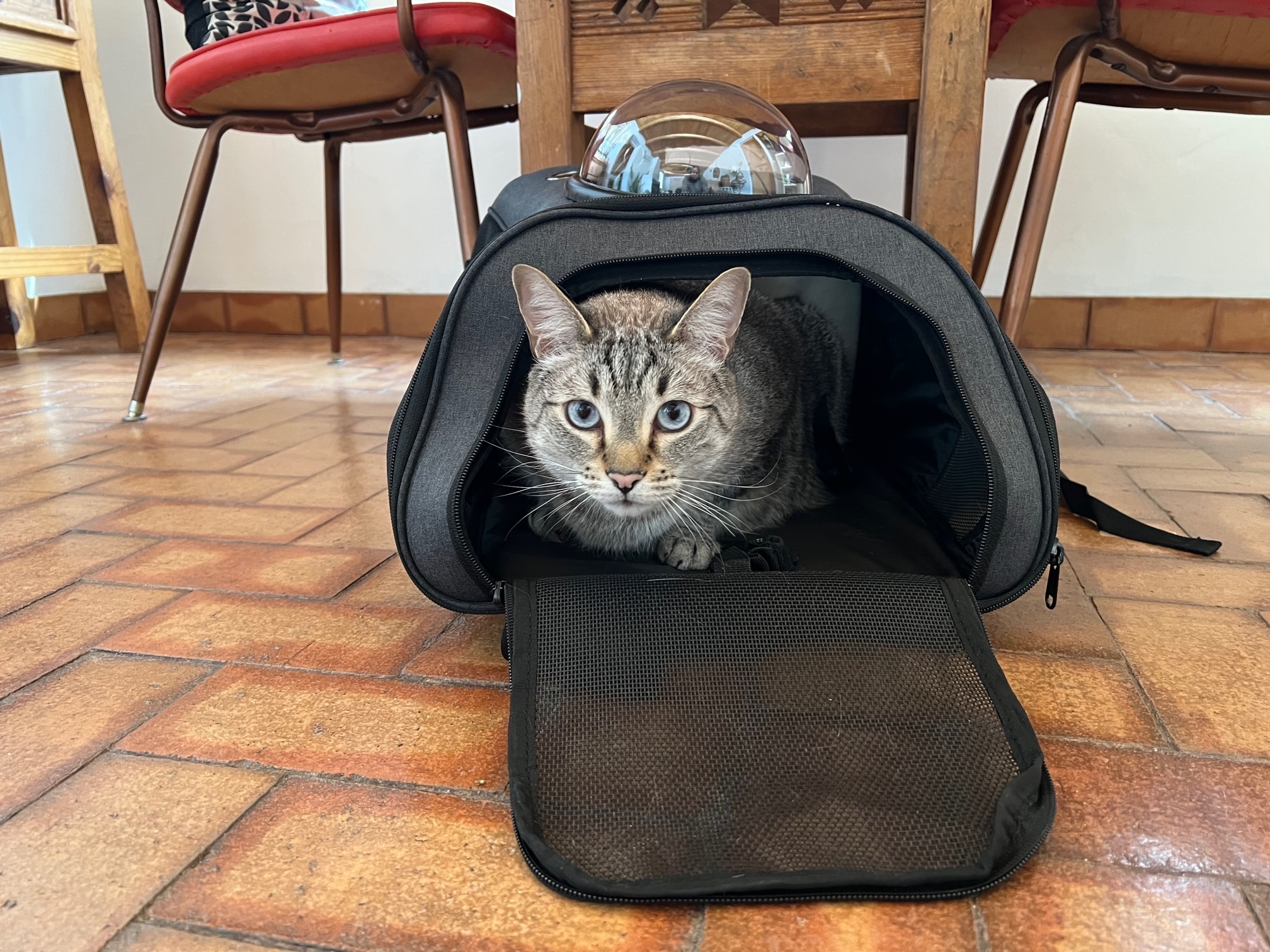 Test Kitties Review the Popular Fat Cat Bubble Backpack