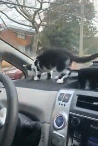 Cat Road Trip Tips: What You Need To Take a Road Trip With Your Cat