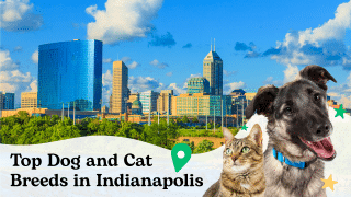 The Most Popular Cat and Dog Breeds in Indianapolis