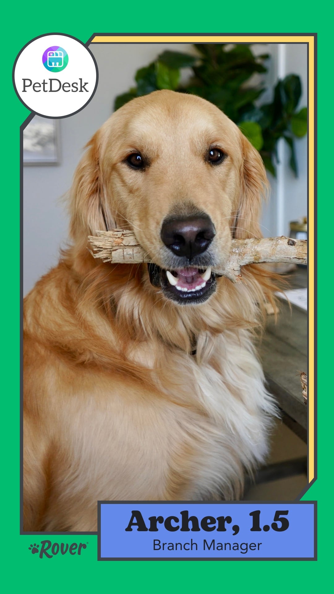 America's Favorite Office Dog Contest 2022 | Rover.com