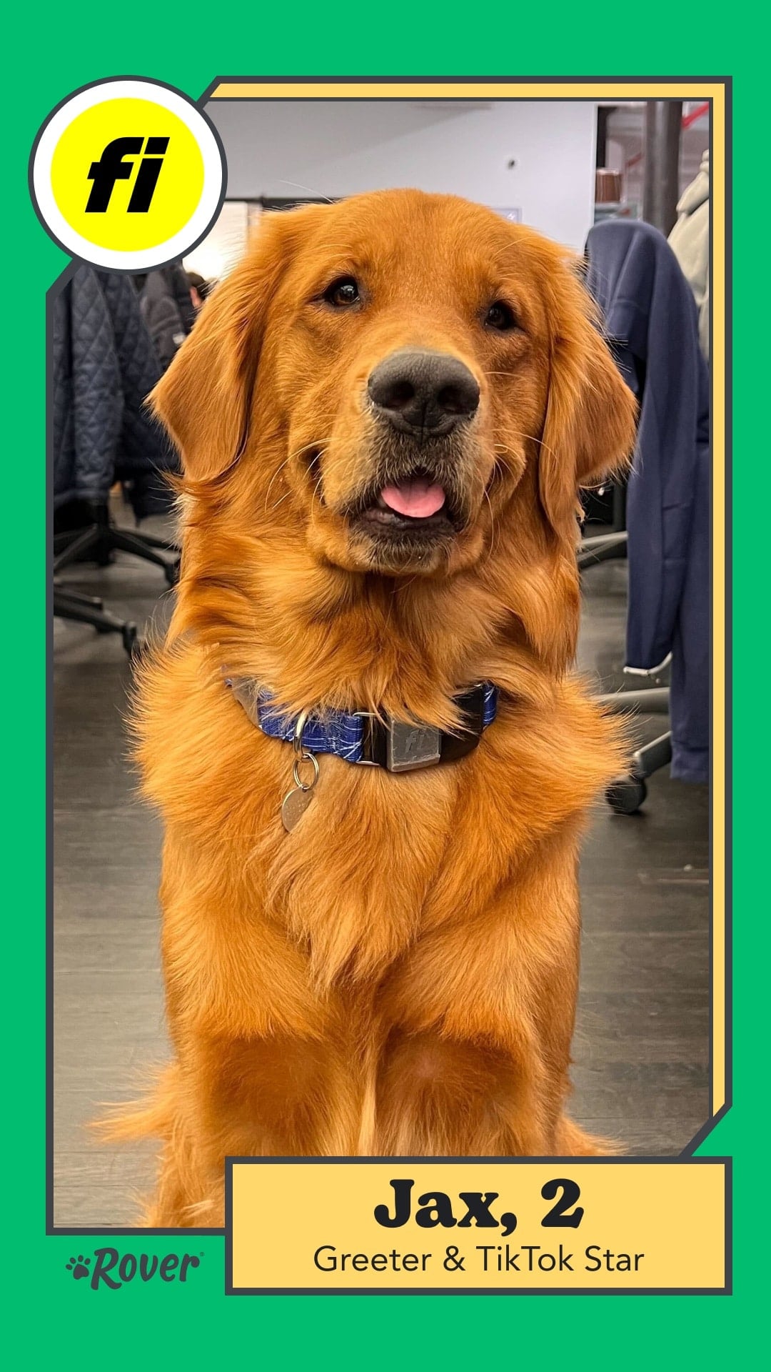 America's Favorite Office Dog Contest 2022 | Rover.com