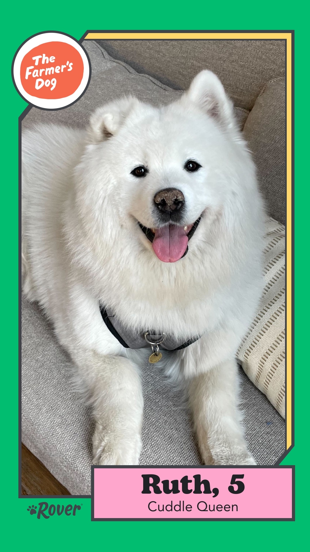 America's Favorite Office Dog Contest 2022 | Rover.com