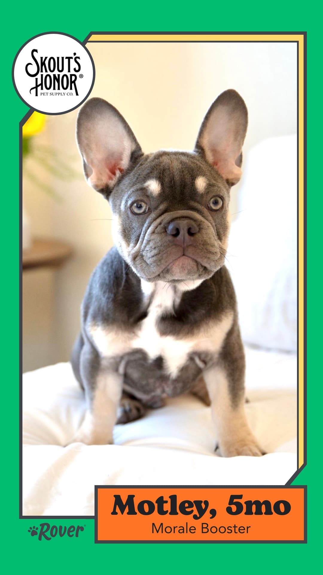 America's Favorite Office Dog Contest 2022 | Rover.com
