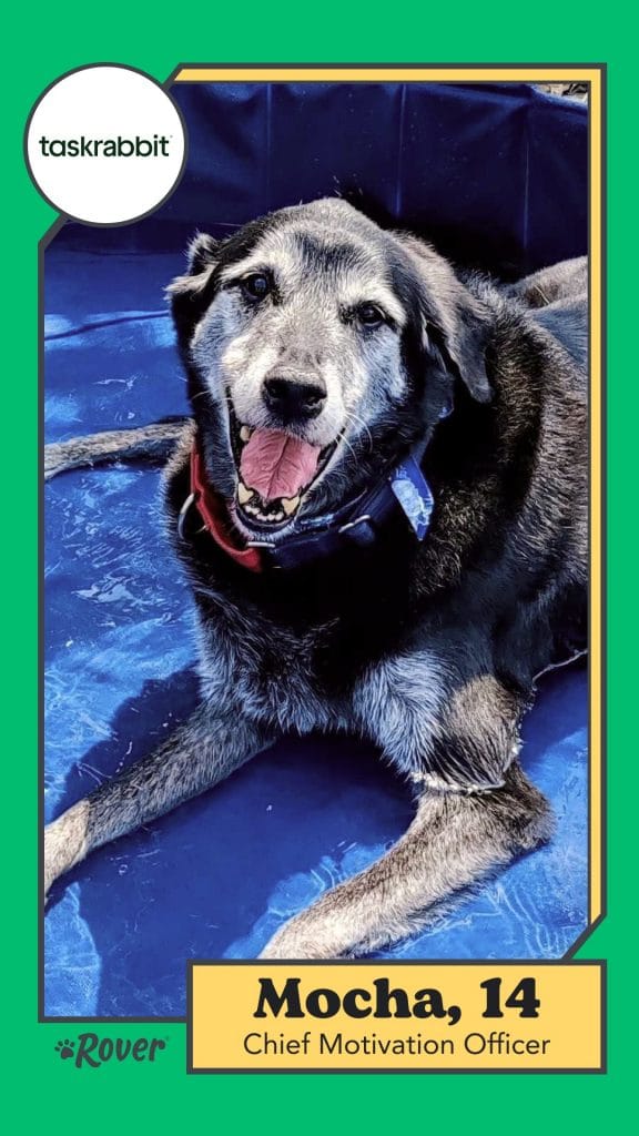 America's Favorite Office Dog Contest 2022 | Rover.com