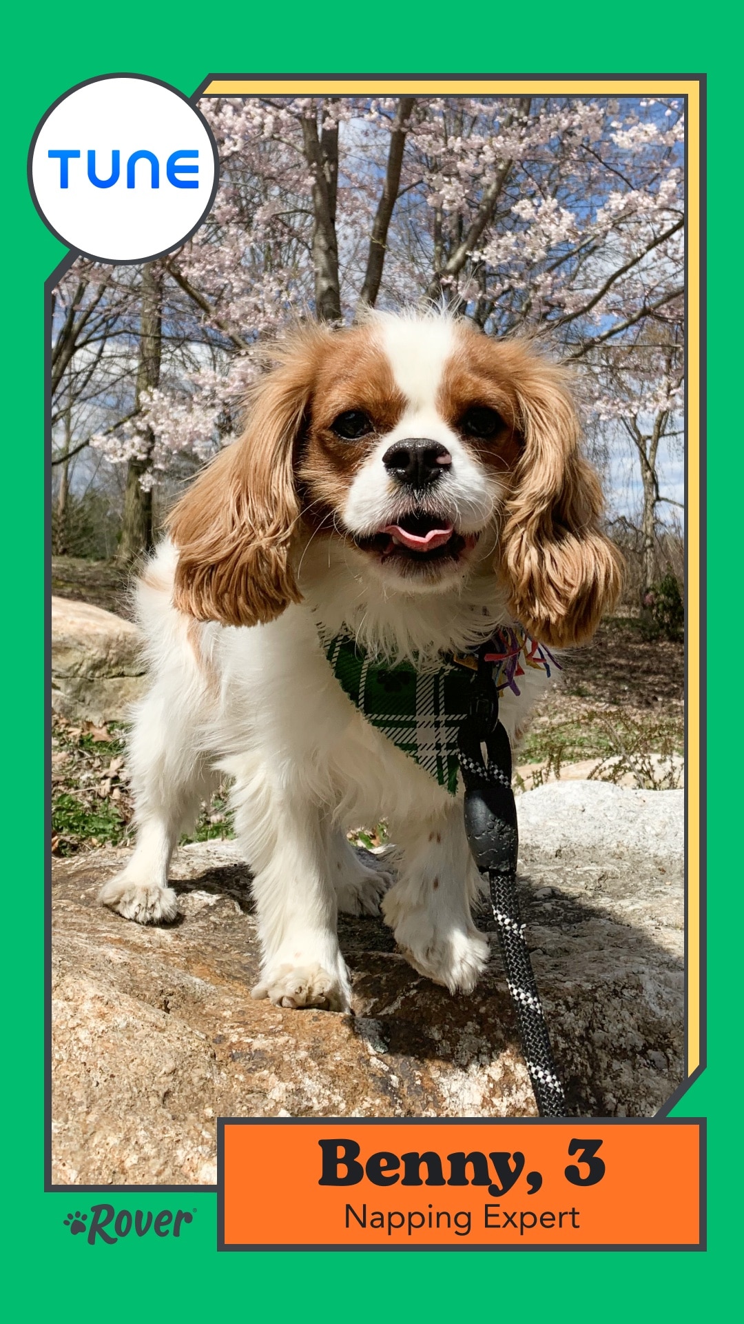 America's Favorite Office Dog Contest 2022 | Rover.com