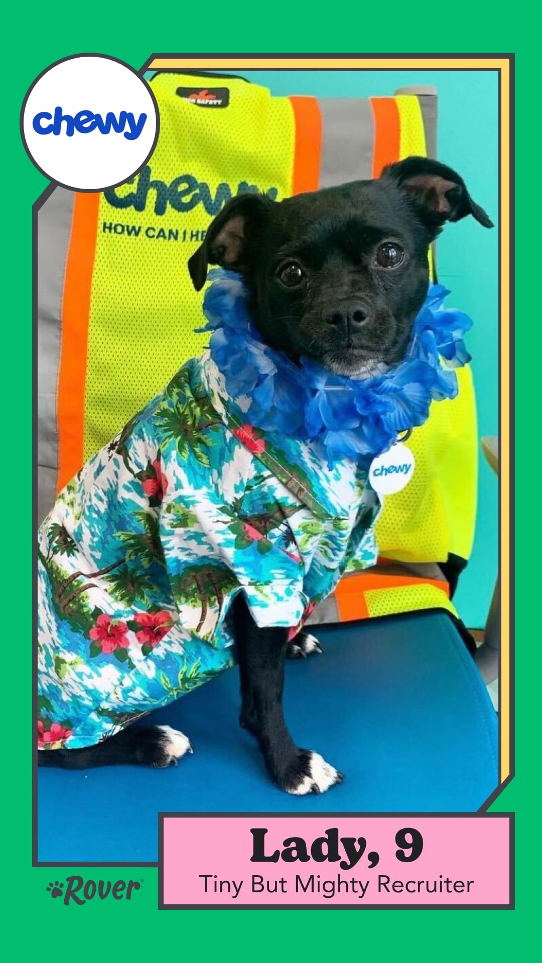 America's Favorite Office Dog Contest 2022 | Rover.com