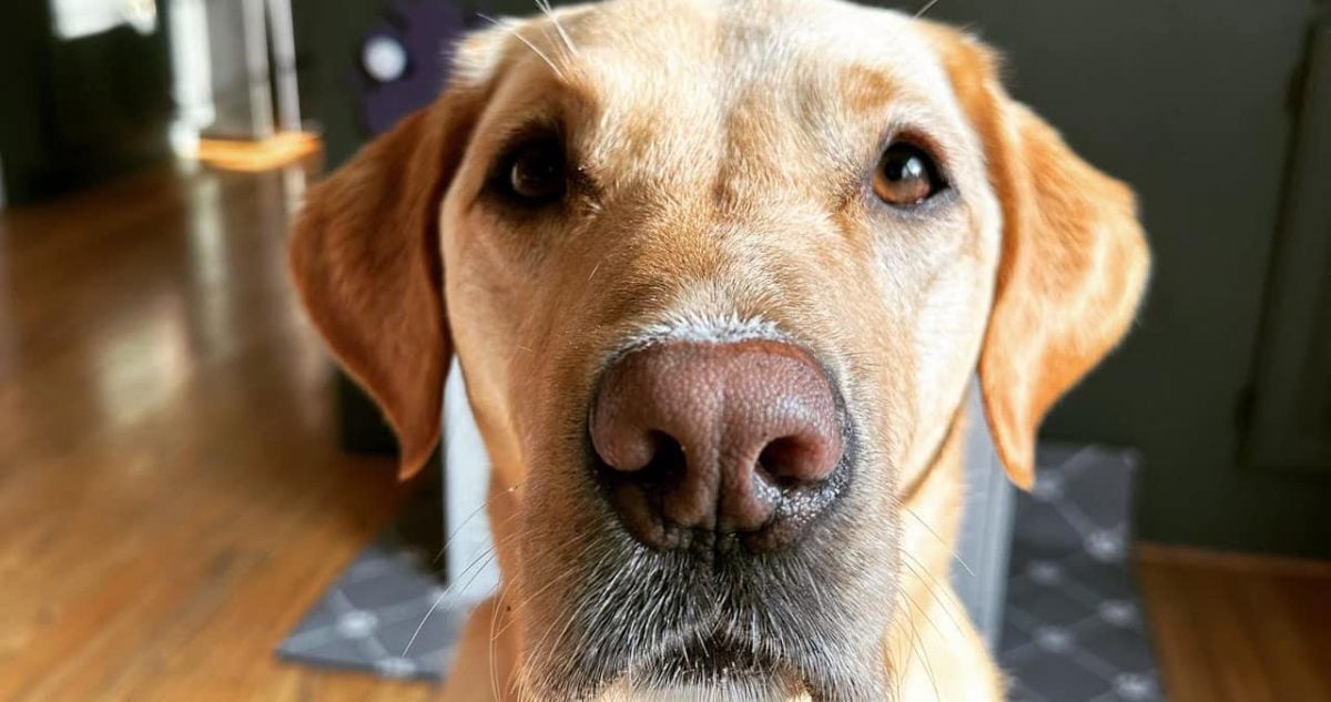 Meet Three Superhero Sniffer Dogs Using Their Noses for Good