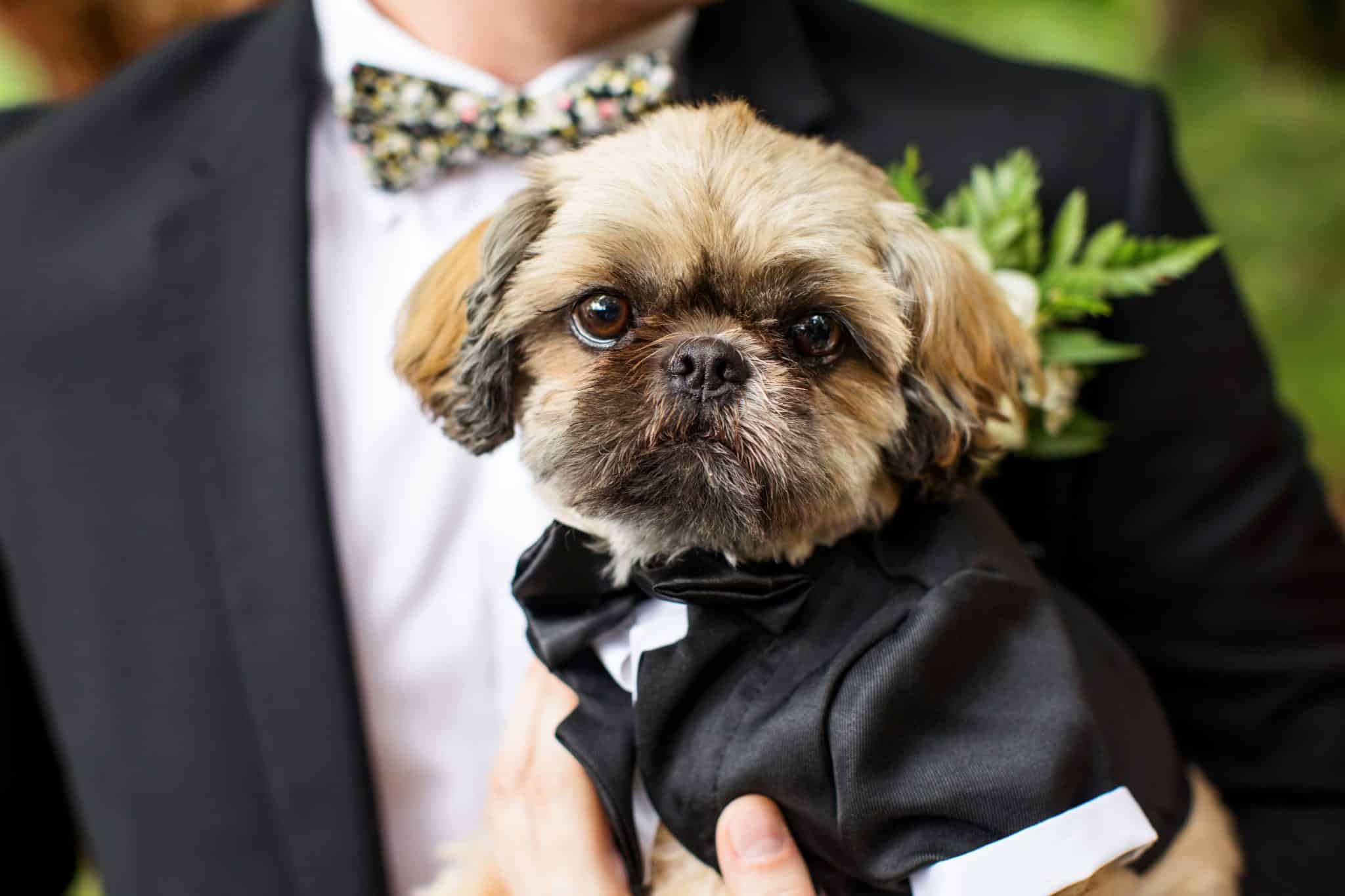 Cómo organizar una boda con perros exitosa: descubre los tips