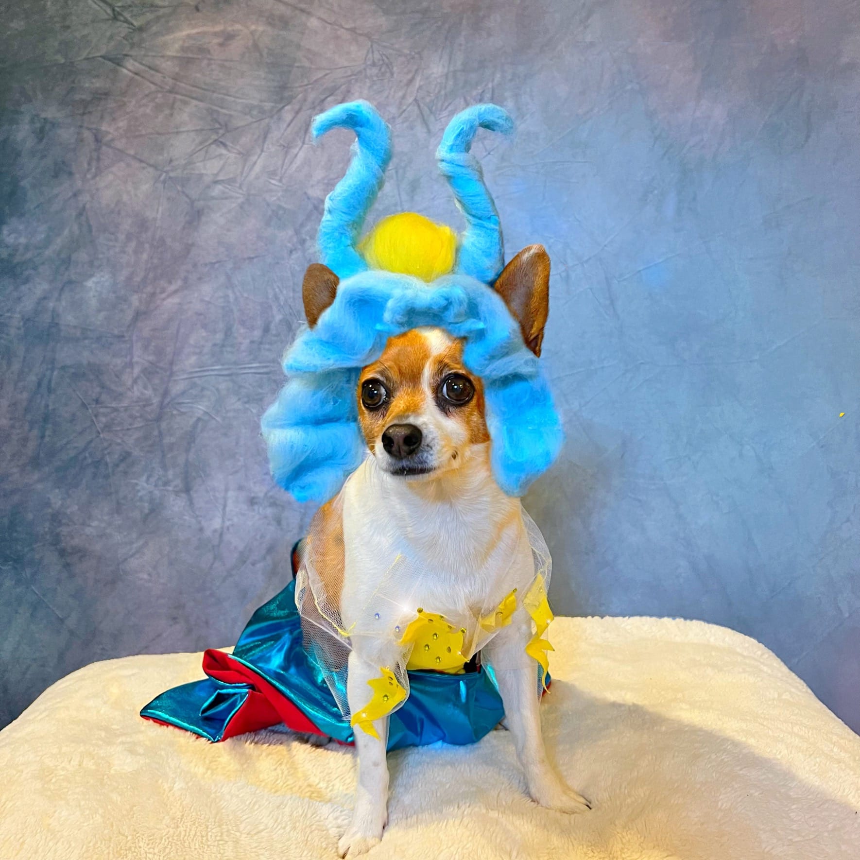 Doggie Drag Queen Rocks Costumes Inspired by 'RuPaul's Drag Race'