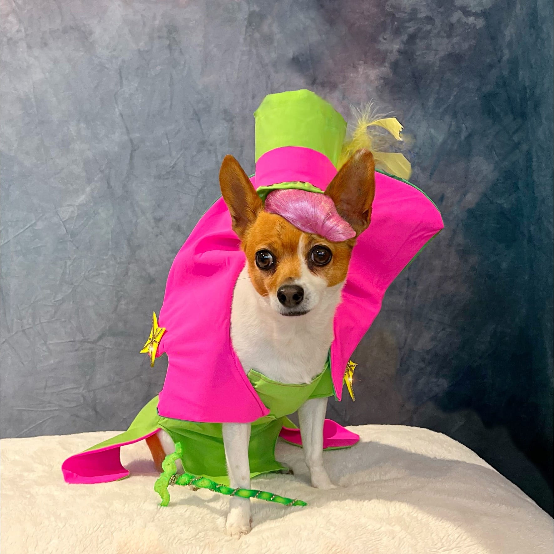 Doggie Drag Queen Rocks Costumes Inspired by 'RuPaul's Drag Race'
