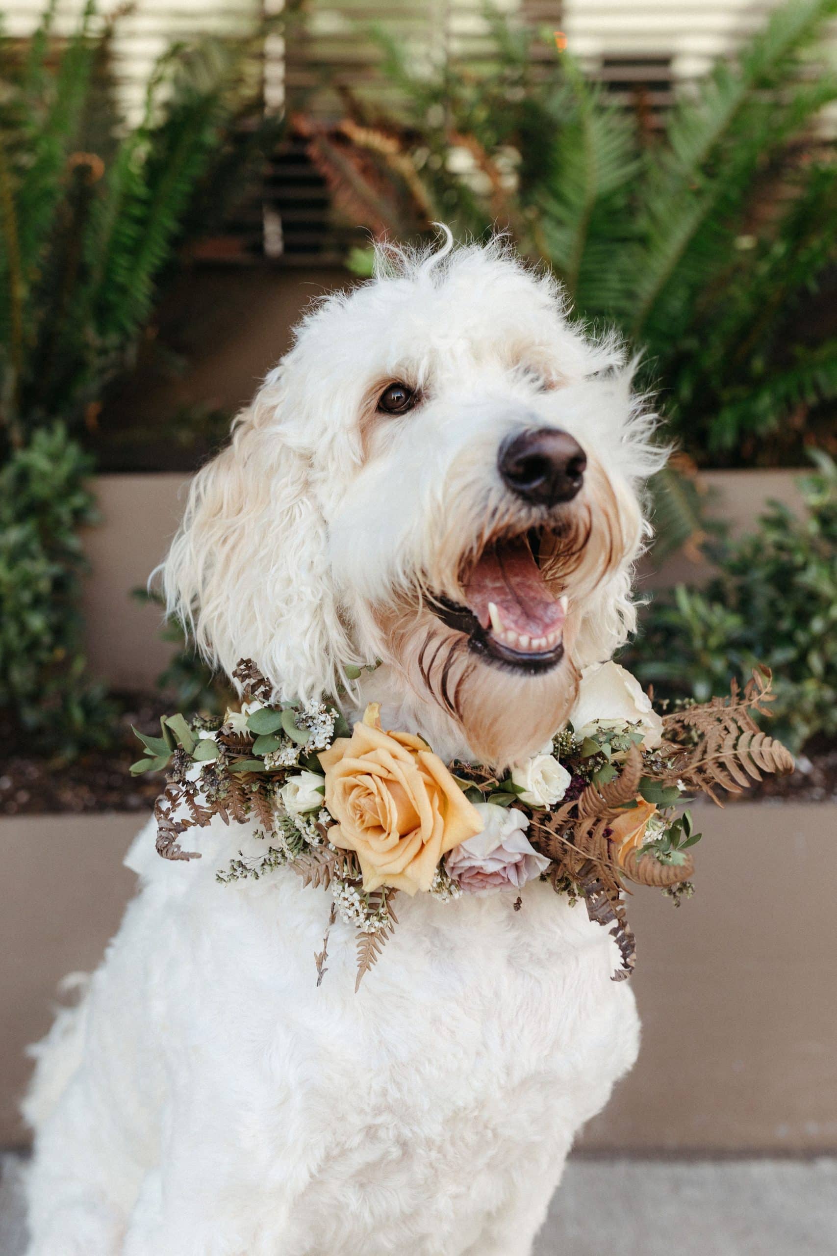 Cómo organizar una boda con perros exitosa: descubre los tips