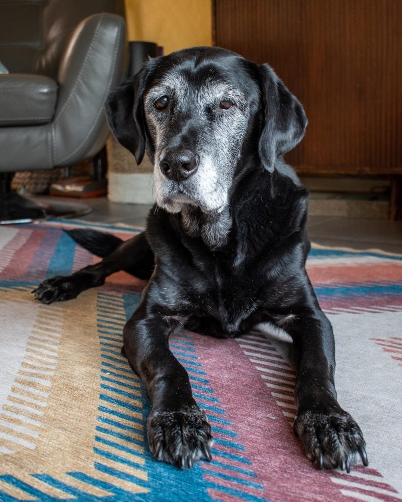 Dog Nail Grinder Review | Our Secret Weapon for Painless Trims