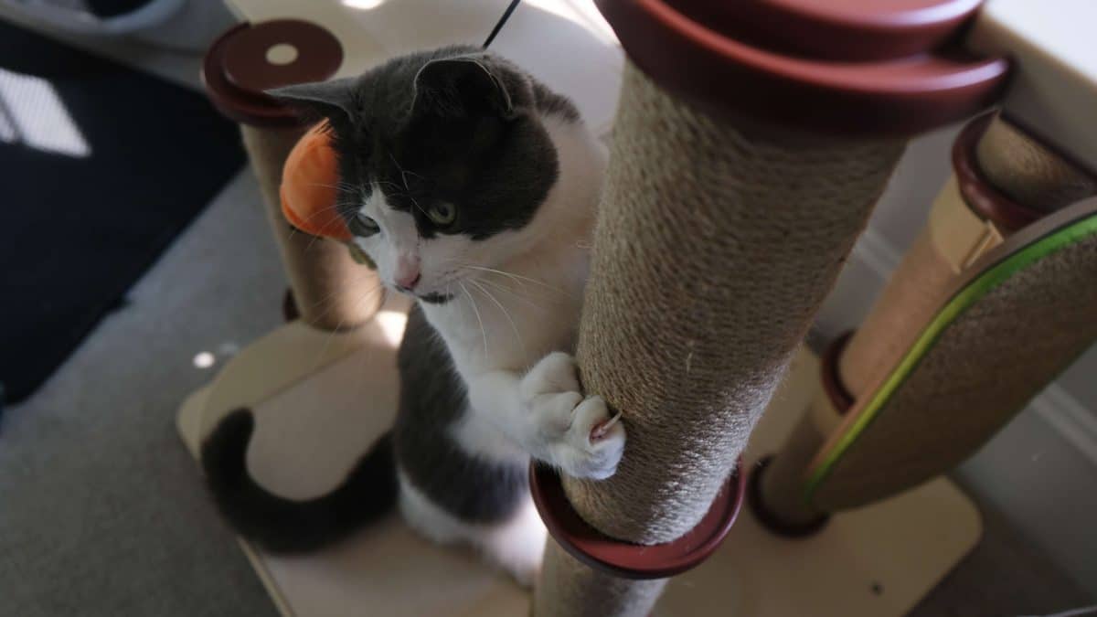 Rover Test Cats Review the Petlibro Infinity Cat Tree