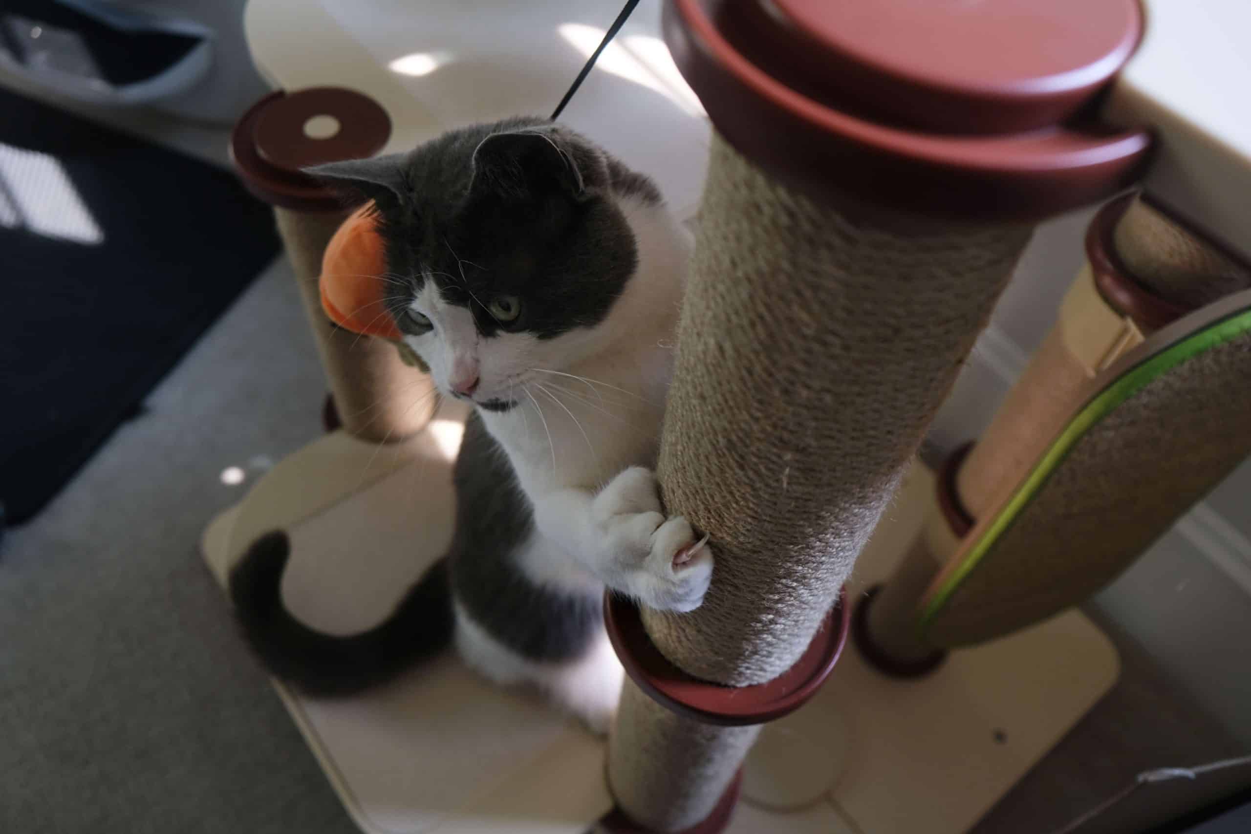 Rover Test Cats Review the Petlibro Infinity Cat Tree