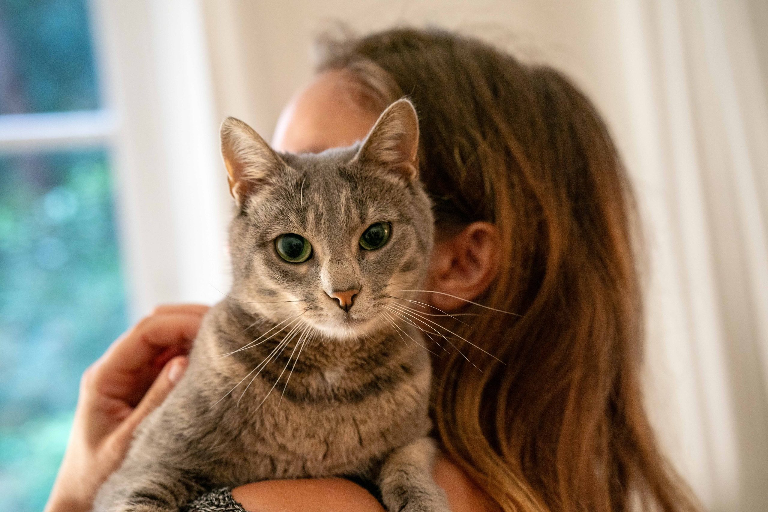 On National Cat Day (And Every Other Day) Canadians Love Cats | The ...