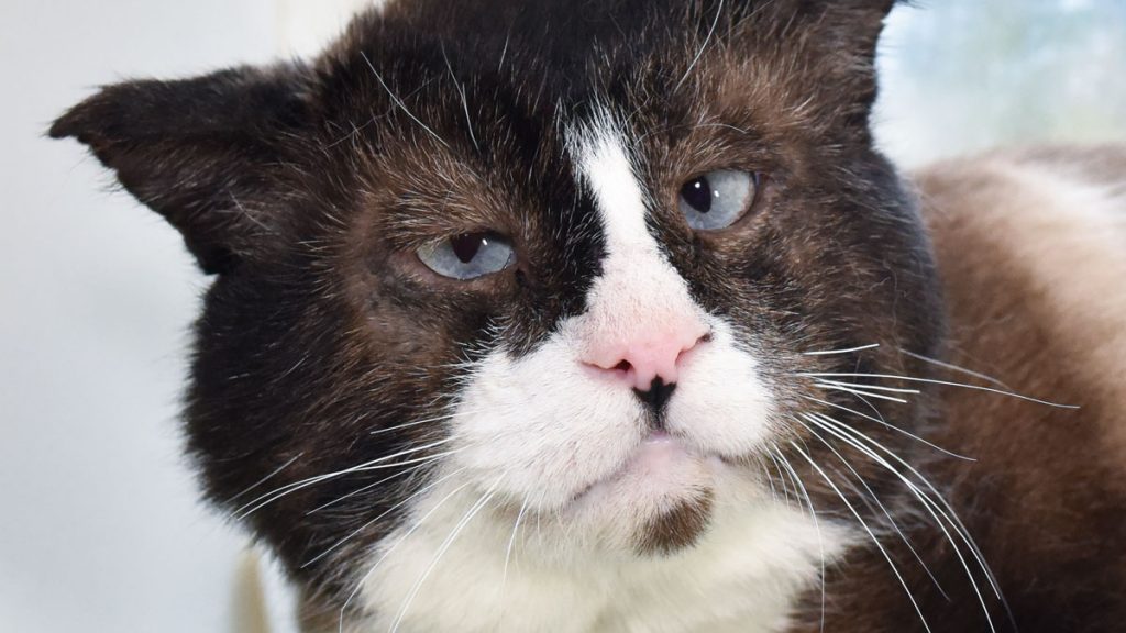 TLC From B.C. Rescue Turns Fierce Feral Cats Into Calm Kitties | The ...