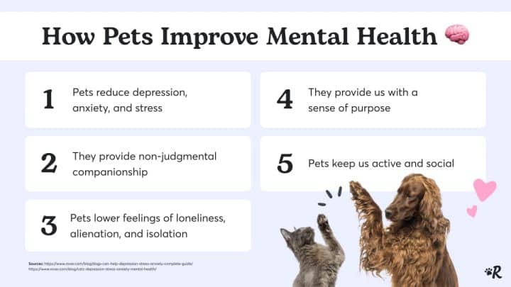 How Cats Can Help With Depression, Stress, Anxiety, and Mental Health