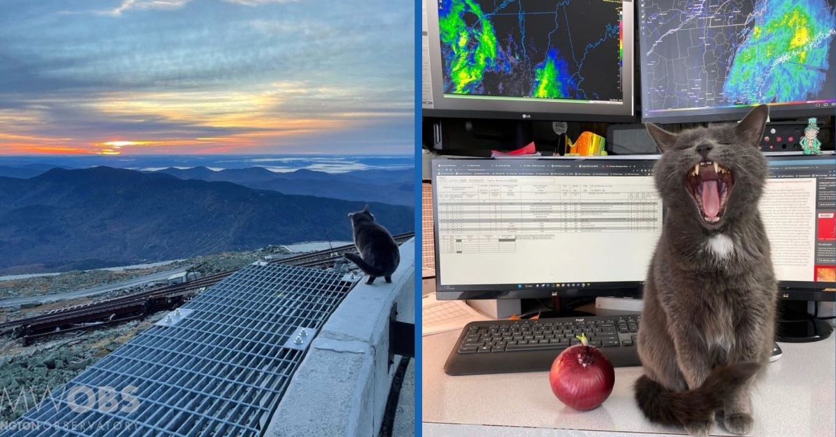 Nimbus the Cat Keeps Weather Observers Company Atop New England's ...