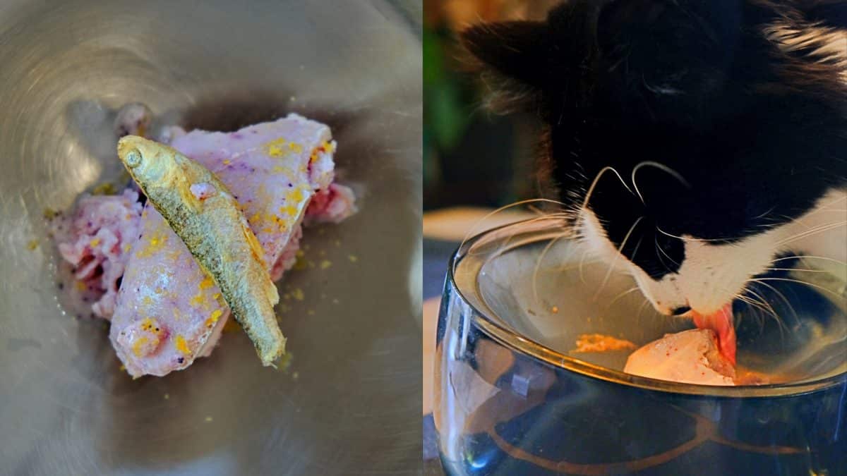 Your Kitty Will Crave This Easy Ice Cream for Cats [Recipe]