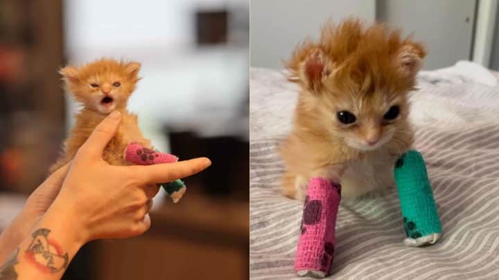Meet Tater Tot the Newborn, the Internet's Favorite Foster Kitty