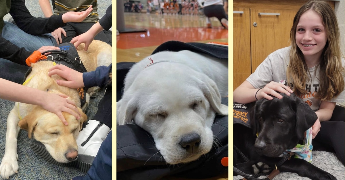 Why Therapy Dogs Should Be Allowed In School