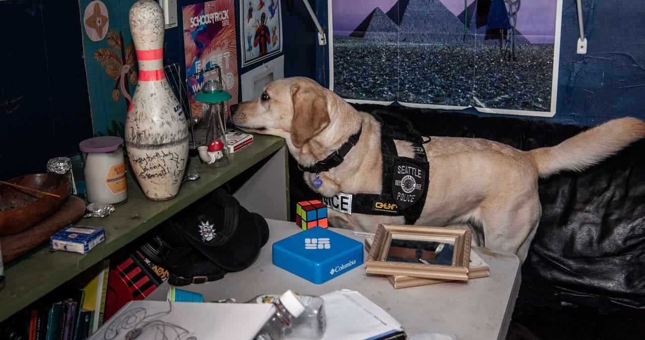 Meet Three Superhero Sniffer Dogs Using Their Noses for Good
