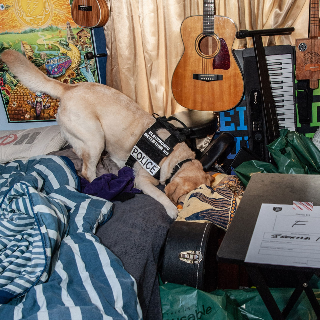 Meet Three Superhero Sniffer Dogs Using Their Noses for Good