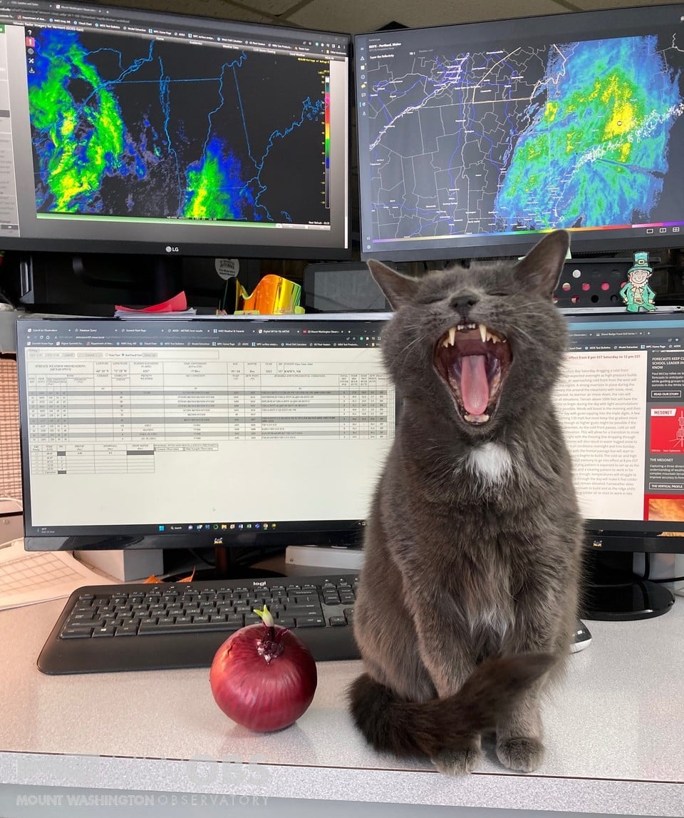 Nimbus the Cat Keeps Weather Observers Company Atop New England's ...