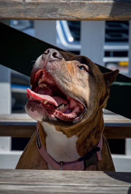 Best 10 Dog-Friendly Restaurants & Bars Around Seattle, Wa | The Dog ...