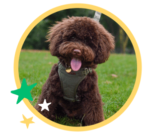 Mini Poodle: Origin, Personality & More