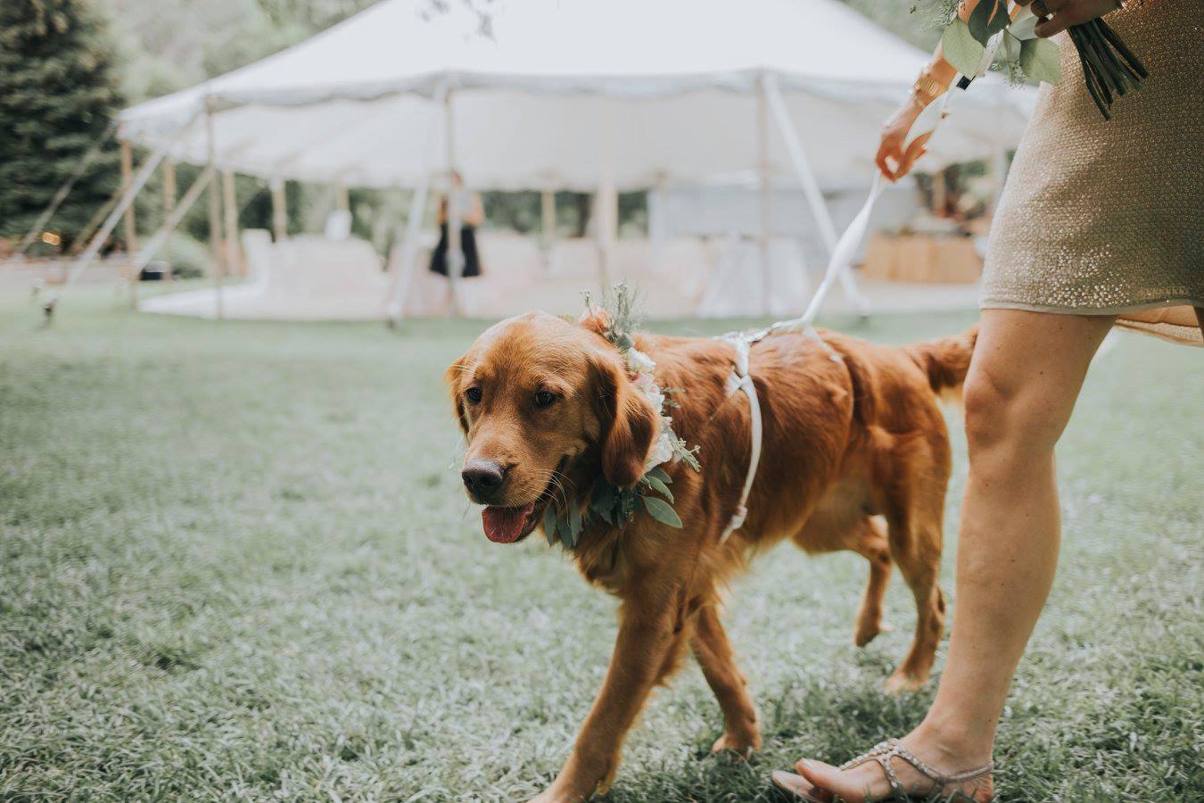Cómo organizar una boda con perros exitosa: descubre los tips