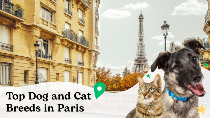 The Most Popular Cat and Dog Breeds in Paris