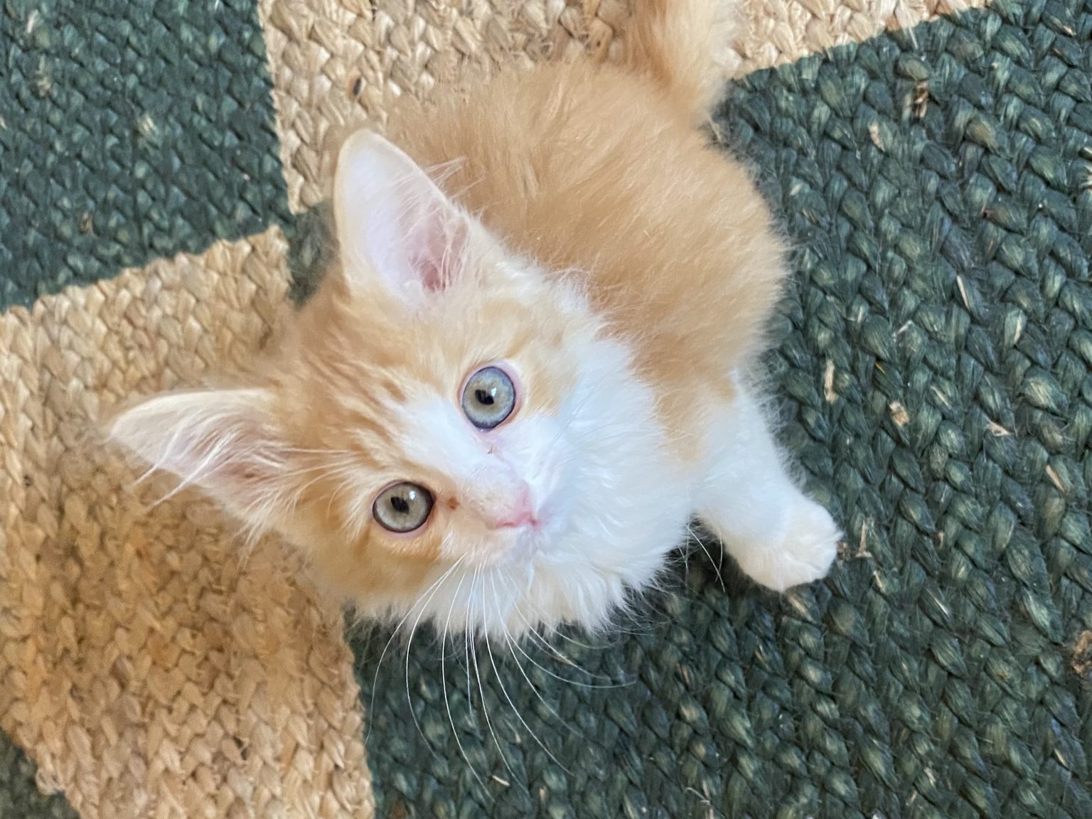 Cat Stroller | We've Found the World's Most Versatile Cat Carrier to Date